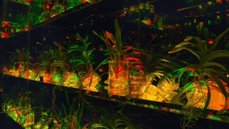 teamLab expands planets tokyo with interactive forests