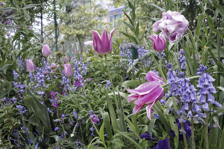 aileen bordman captures claude monet's blooming giverny gardens in NY ...