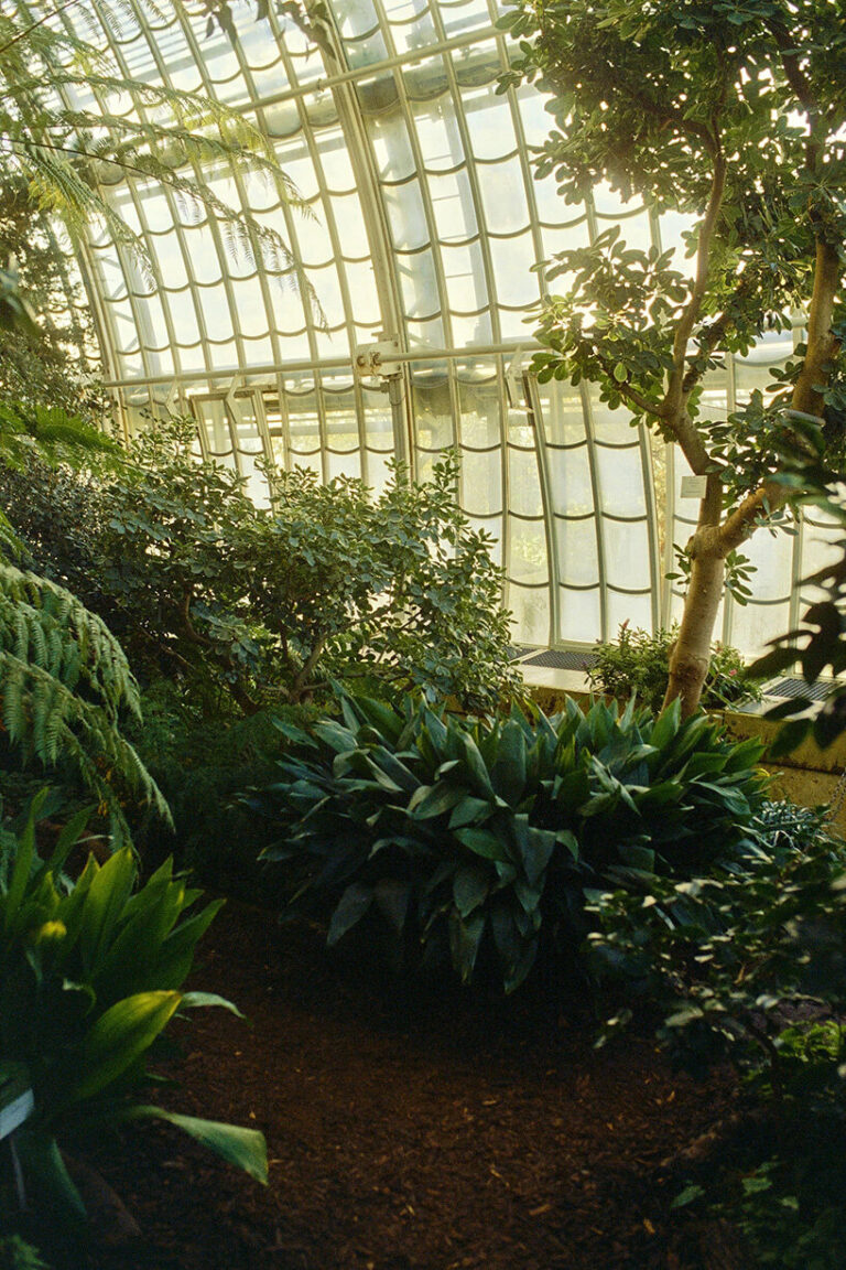 david altrath photographs vienna's palmenhaus in analog stills of light, foliage and form