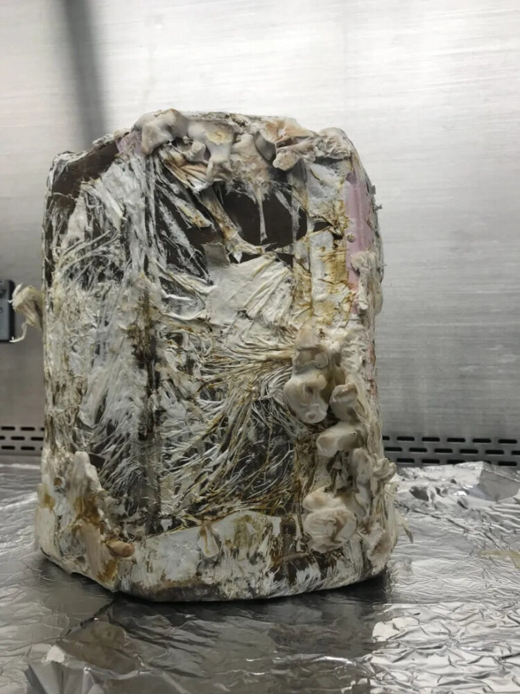 NASA to grow mycelium habitats in space for explorers