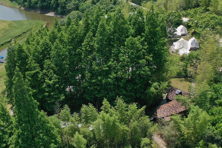 bamboo-clad guest room stretches like a cat in chinese forest