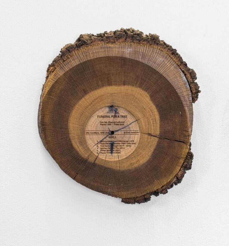 dead oak tree comes back to life as sound sculptures